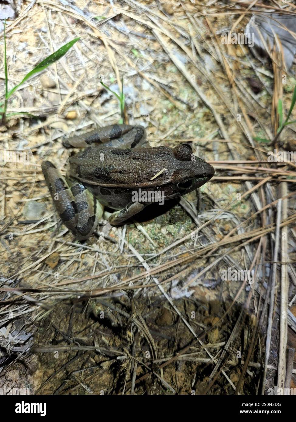 Southern Leopard Frog (Lithobates sphenocephalus Stock Photo - Alamy