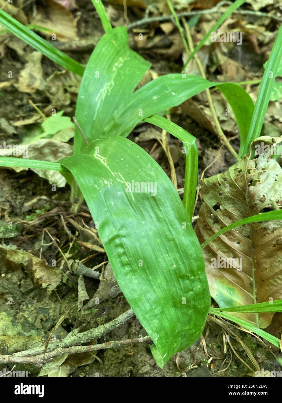White Bear Sedge (Carex albursina Stock Photo - Alamy