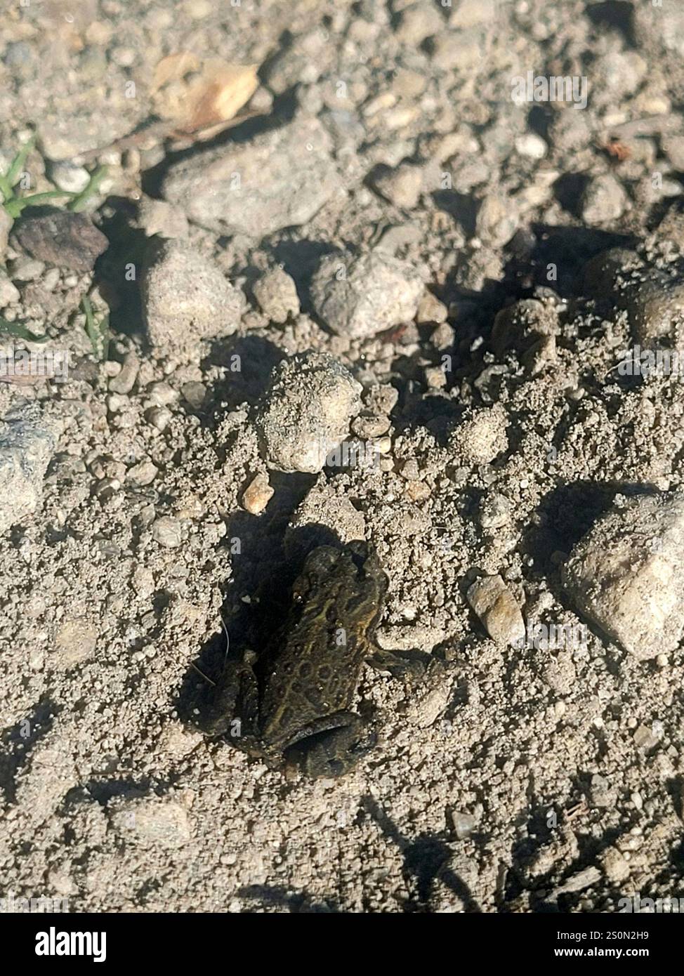 Western Toad (Anaxyrus boreas Stock Photo - Alamy