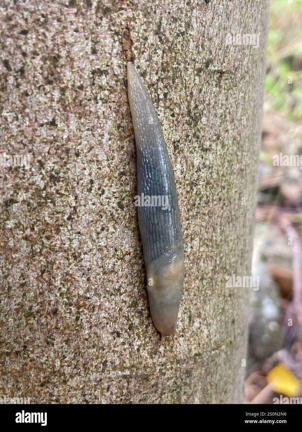 Tree slug (Lehmannia marginata Stock Photo - Alamy