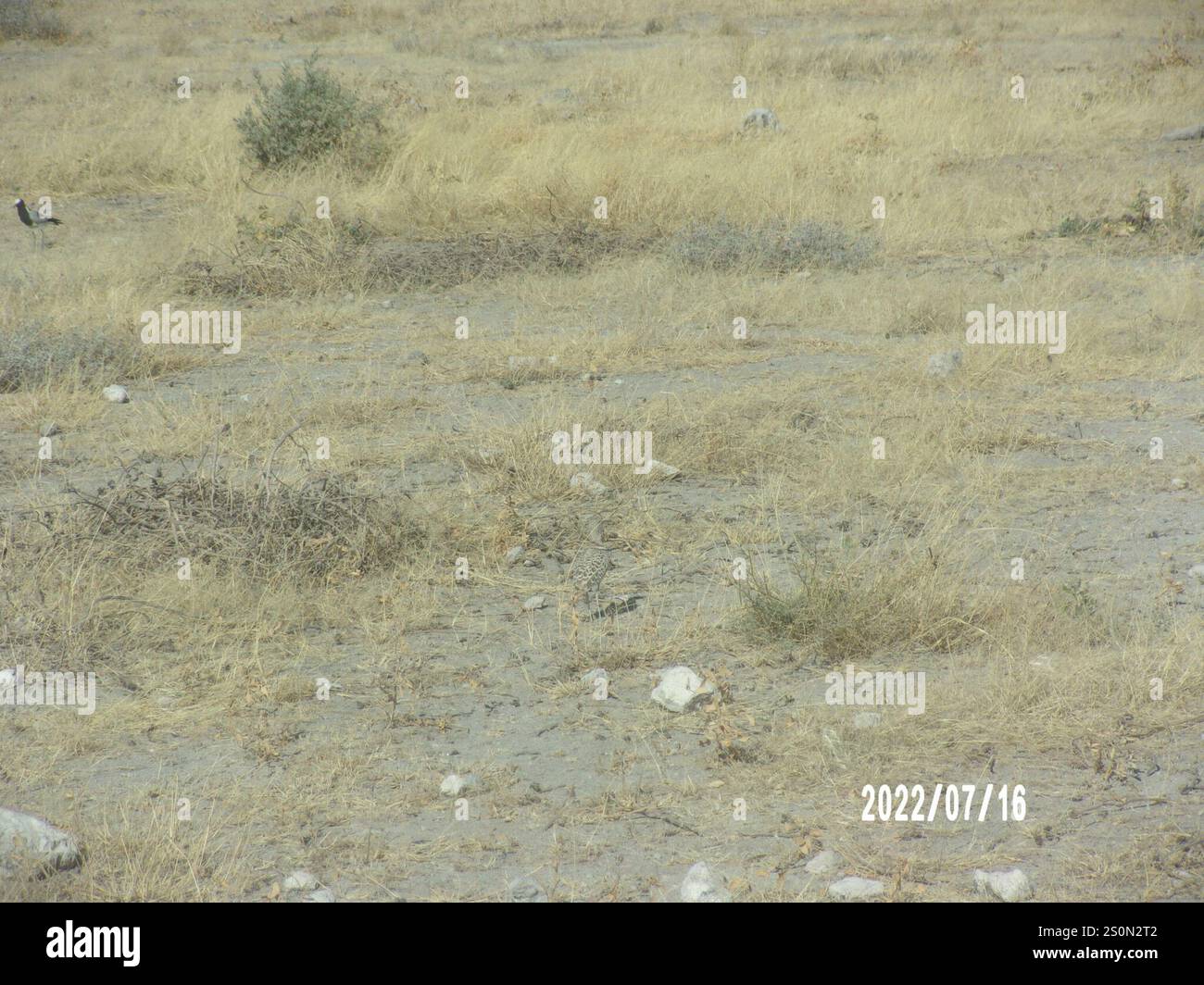 Double-banded Courser (Smutsornis africanus Stock Photo - Alamy