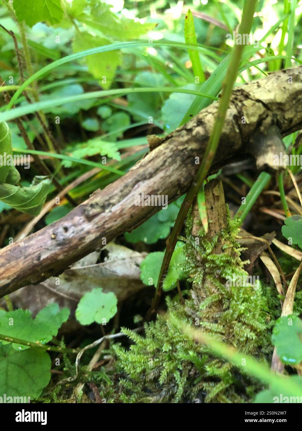 crested wood fern (Dryopteris cristata Stock Photo - Alamy