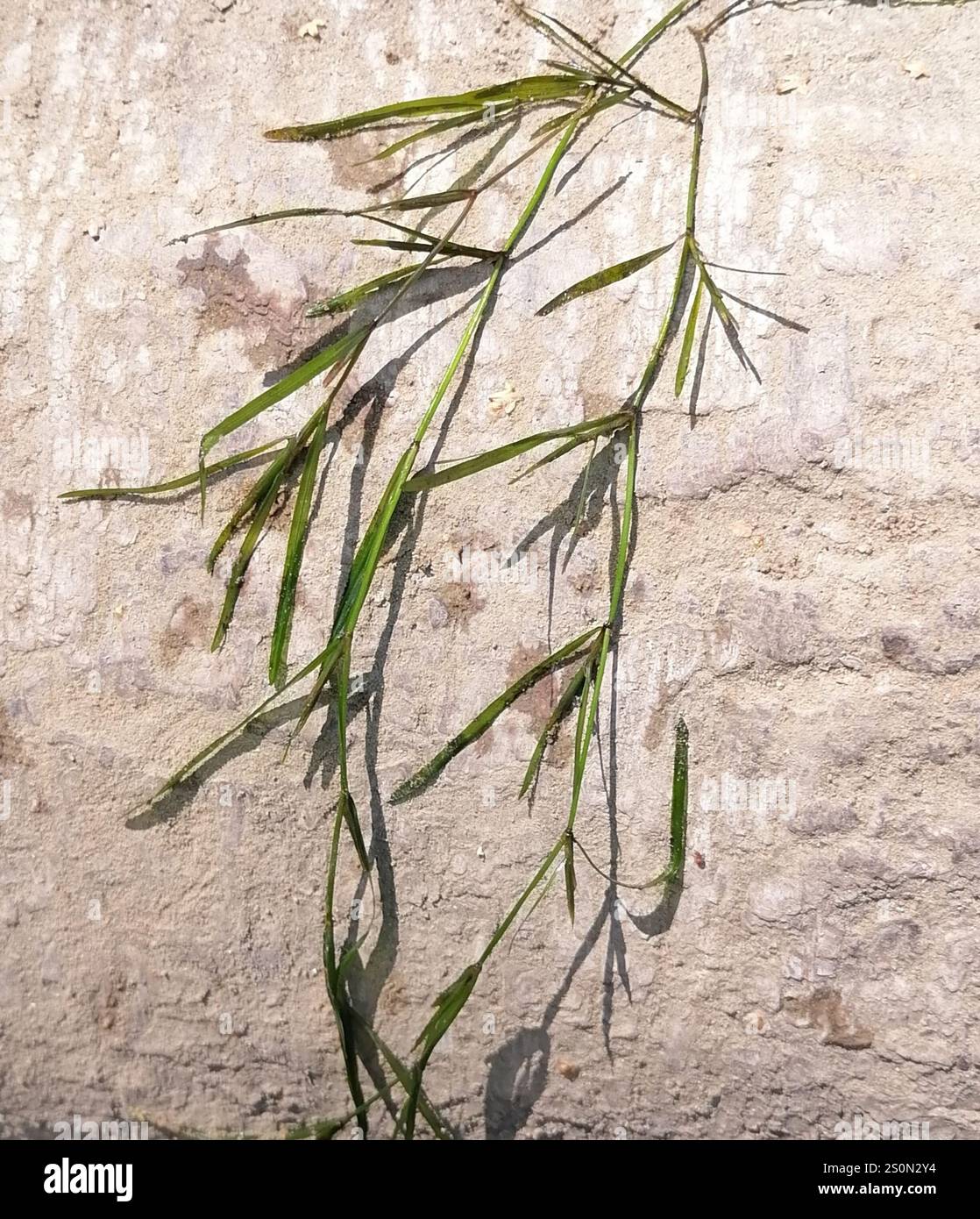 pondweed family (Potamogetonaceae Stock Photo - Alamy