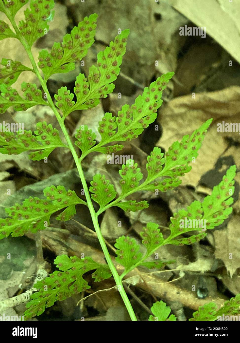 fragile ferns (Cystopteris Stock Photo - Alamy