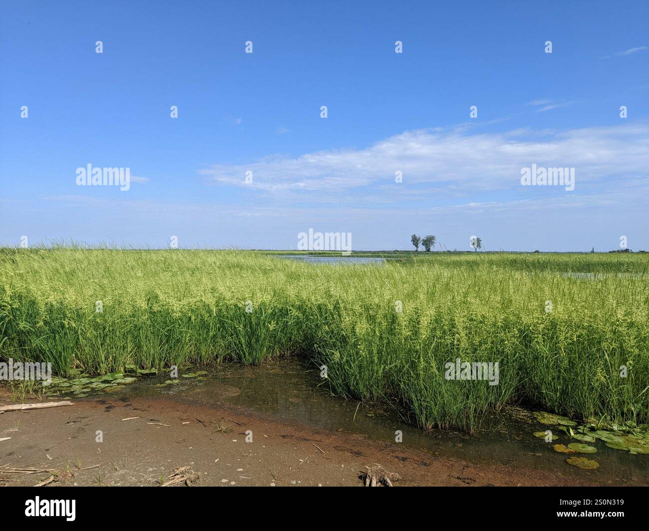 annual wild rice (Zizania aquatica Stock Photo - Alamy