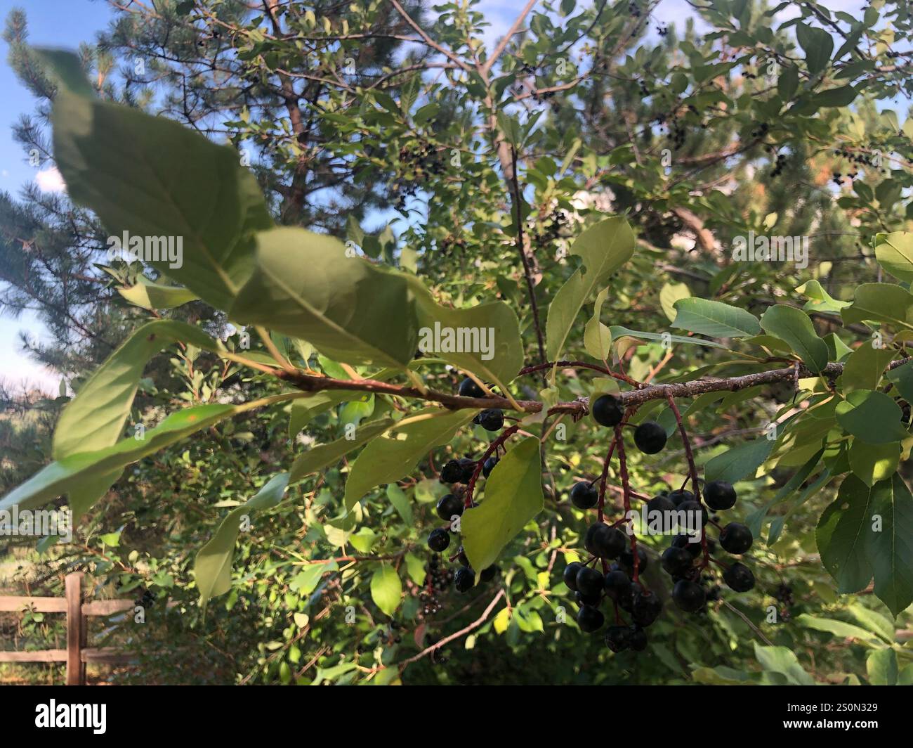 chokecherry (Prunus virginiana Stock Photo - Alamy