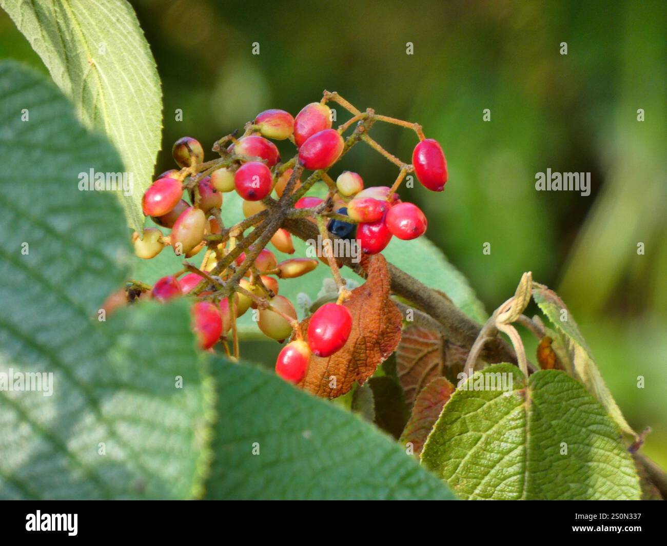 Wayfaring-tree (Viburnum lantana Stock Photo - Alamy