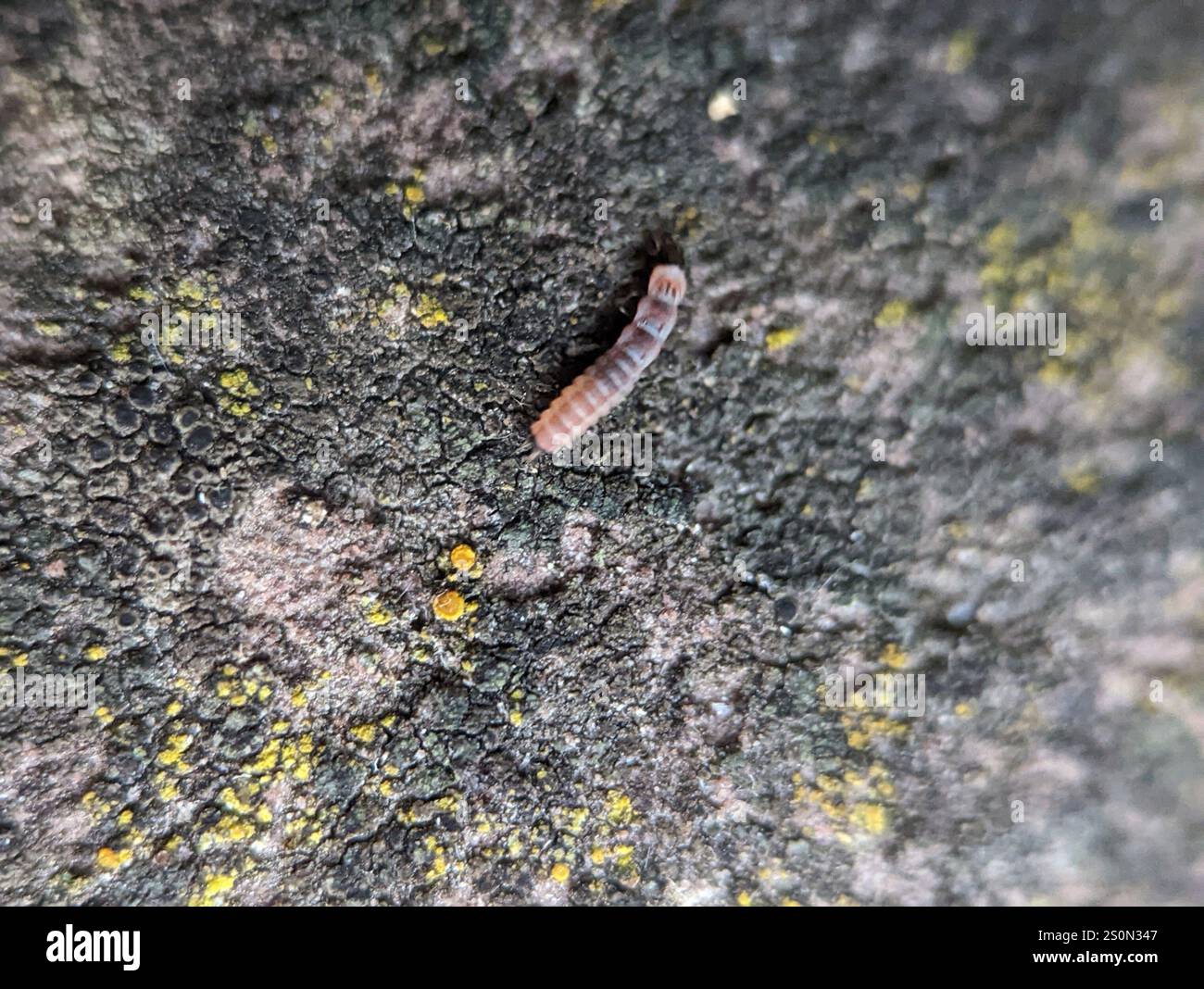 Water, Rove, Scarab, Long-horned, Leaf, and Snout Beetles (Polyphaga ...