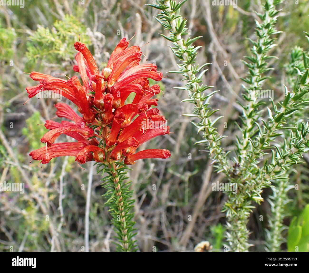 Limestone Heath (Erica regia mariae Stock Photo - Alamy