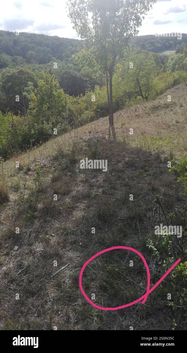 Sickle-leaved Hare's-ear (Bupleurum falcatum Stock Photo - Alamy