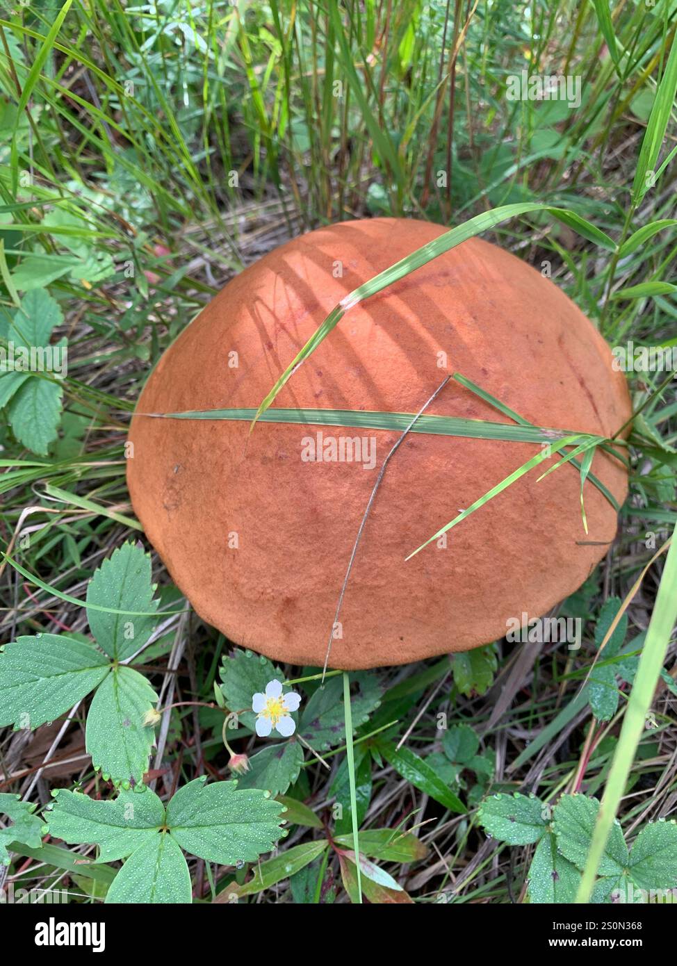 aspen bolete (Leccinum insigne Stock Photo - Alamy