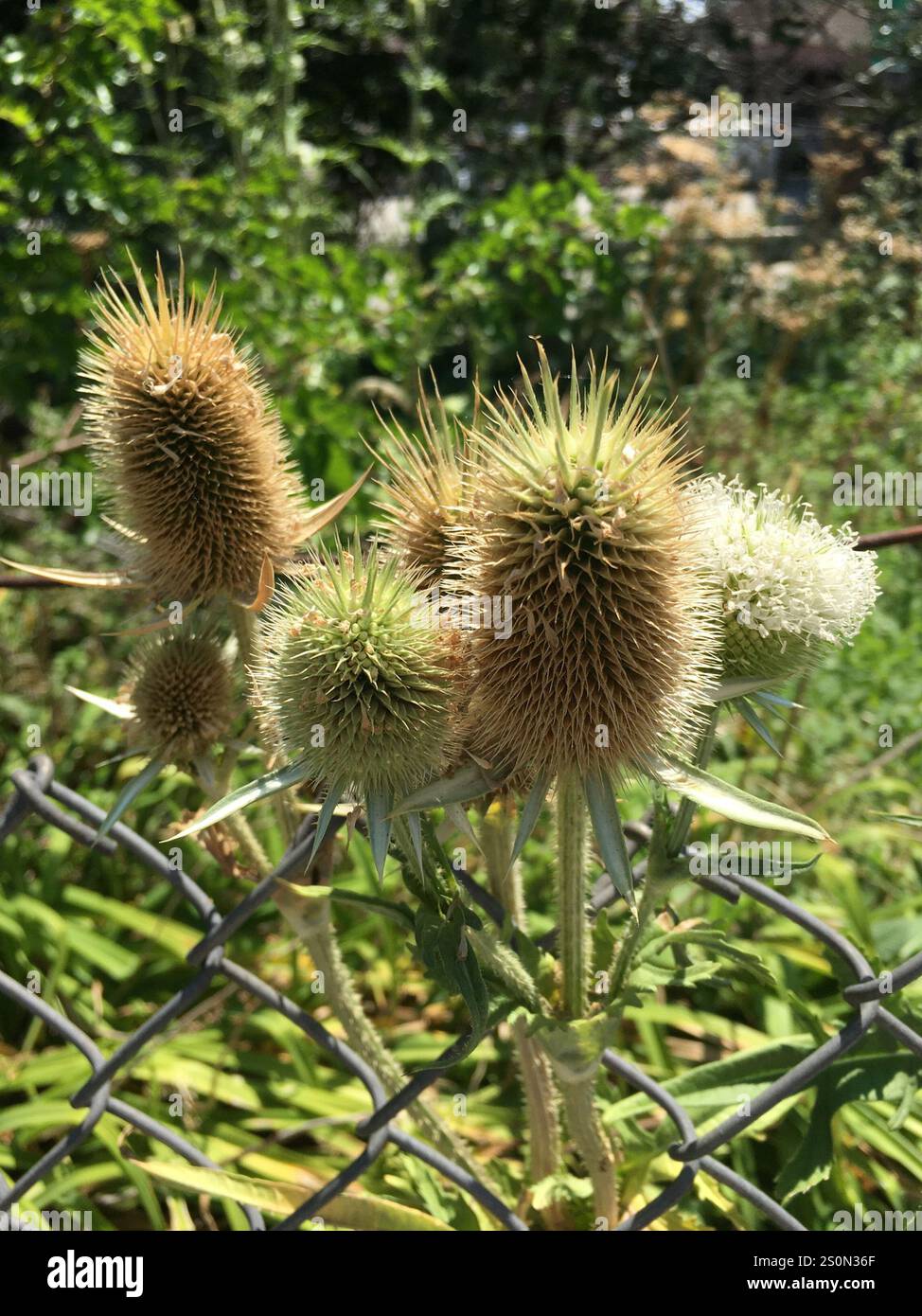 cutleaf teasel (Dipsacus laciniatus Stock Photo - Alamy