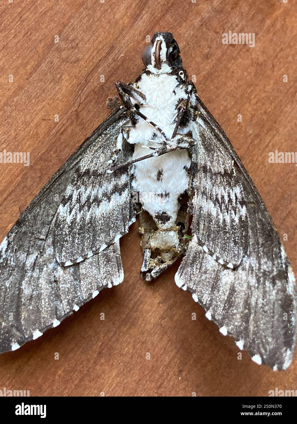 Rustic Sphinx (Manduca rustica Stock Photo - Alamy