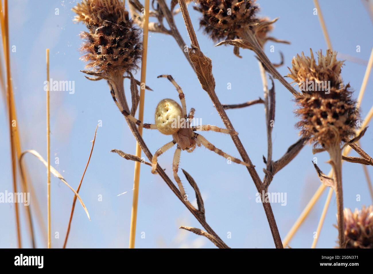 Four-spot Orbweaver (Araneus quadratus Stock Photo - Alamy