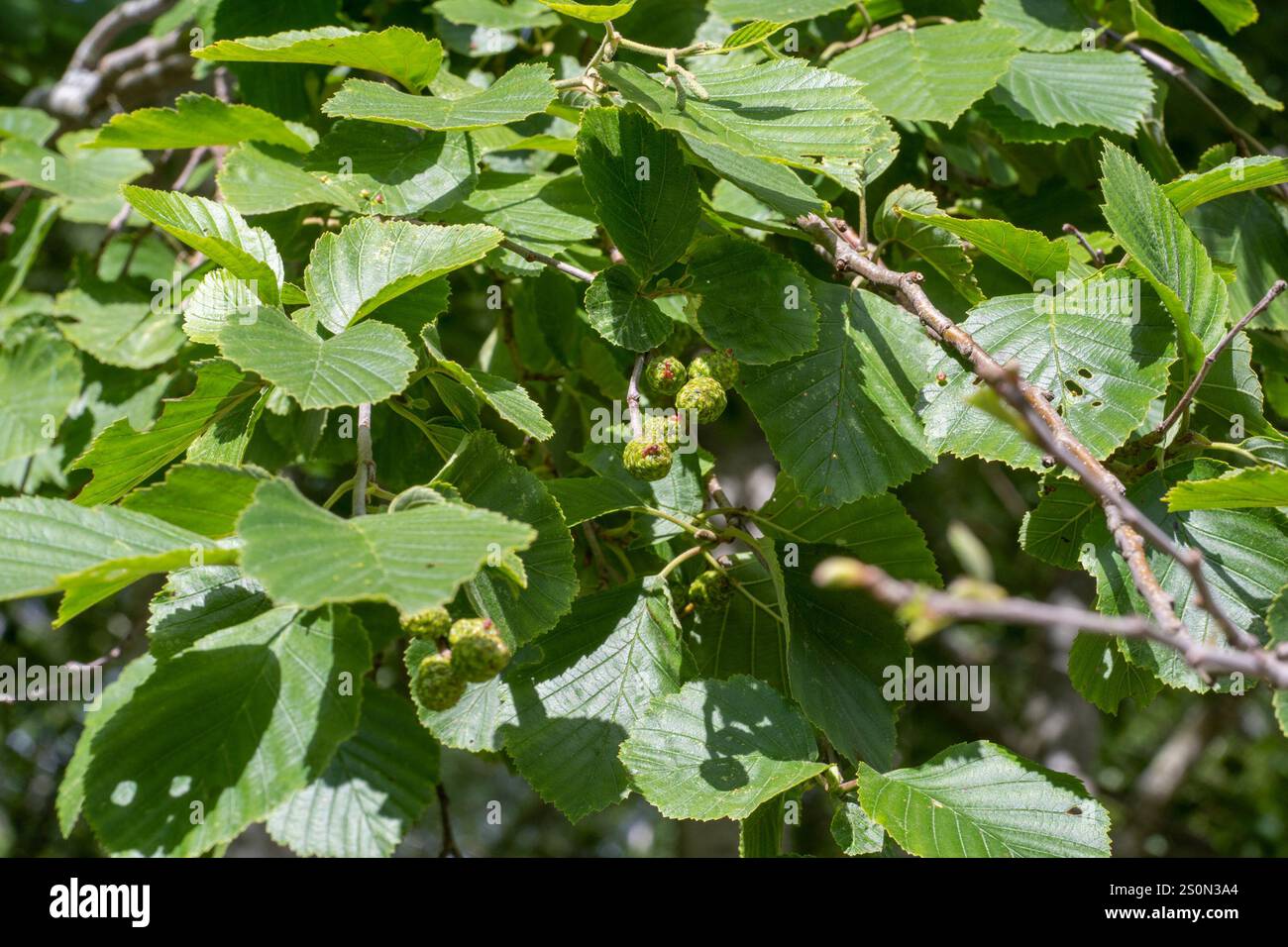 grey alder (Alnus incana Stock Photo - Alamy