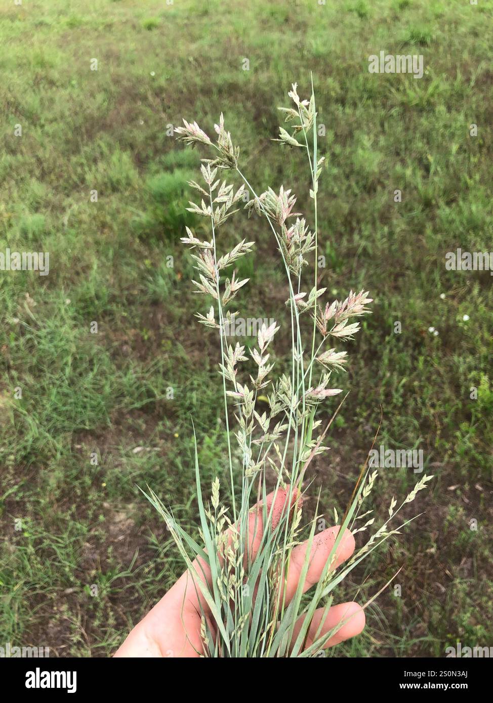red lovegrass (Eragrostis secundiflora oxylepis Stock Photo - Alamy