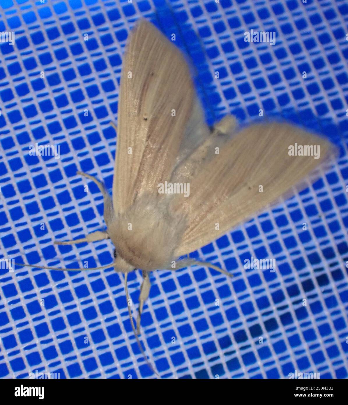 Common Wainscot (Mythimna pallens Stock Photo - Alamy