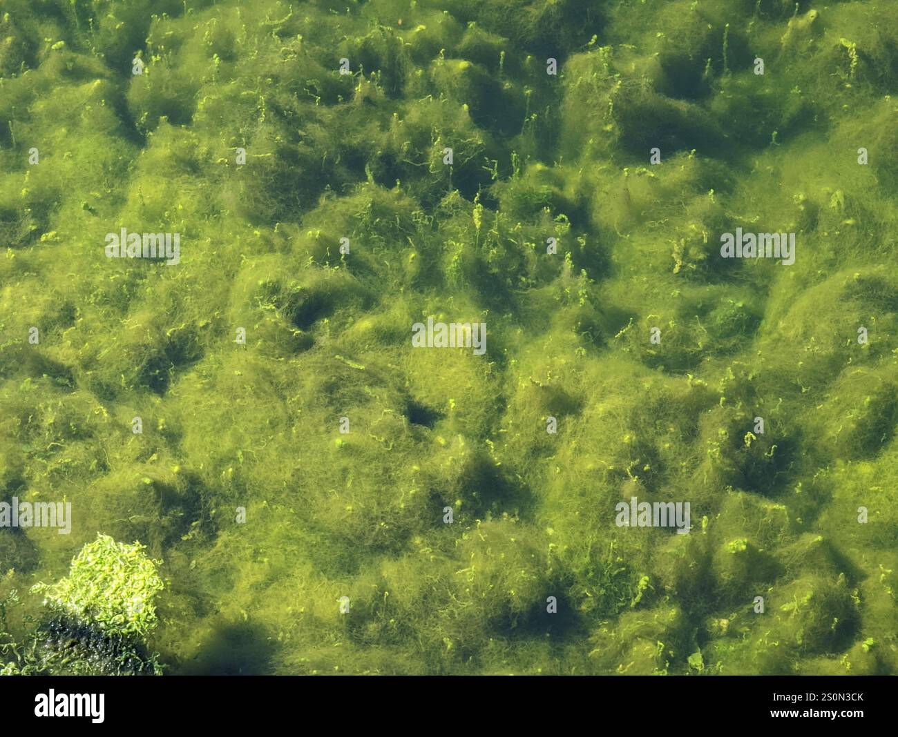 green algae (Chlorophyta Stock Photo - Alamy