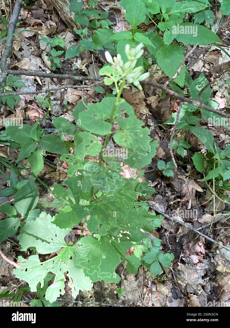 Great Indian Plantain (Arnoglossum reniforme Stock Photo - Alamy