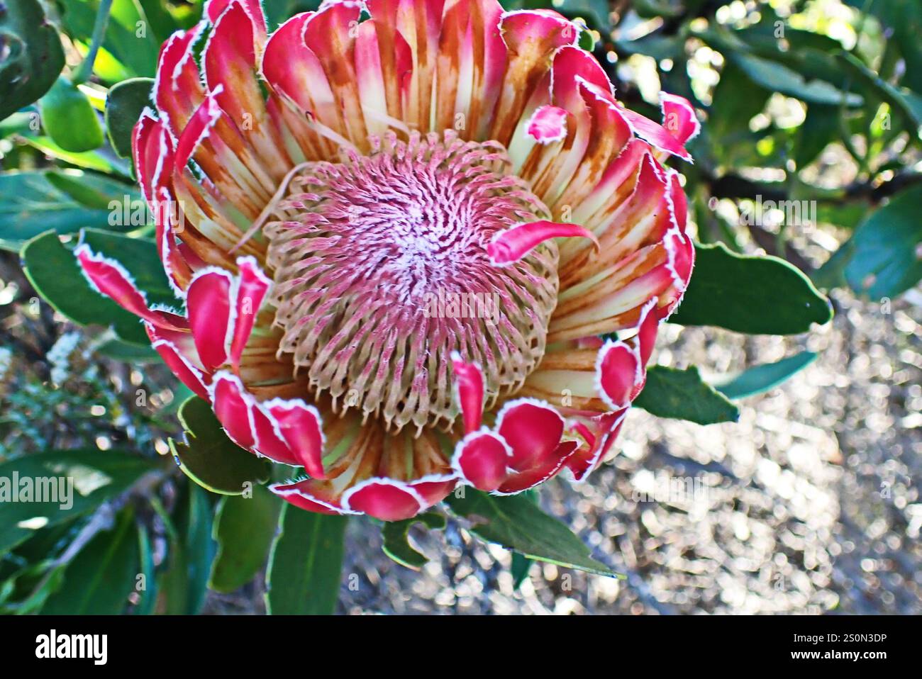 Limestone Sugarbush (Protea obtusifolia Stock Photo - Alamy