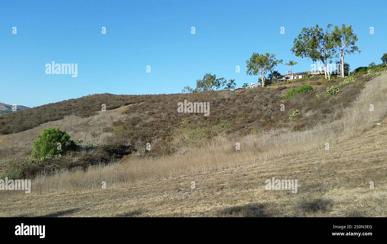 Peruvian Pepper Tree (Schinus molle Stock Photo - Alamy