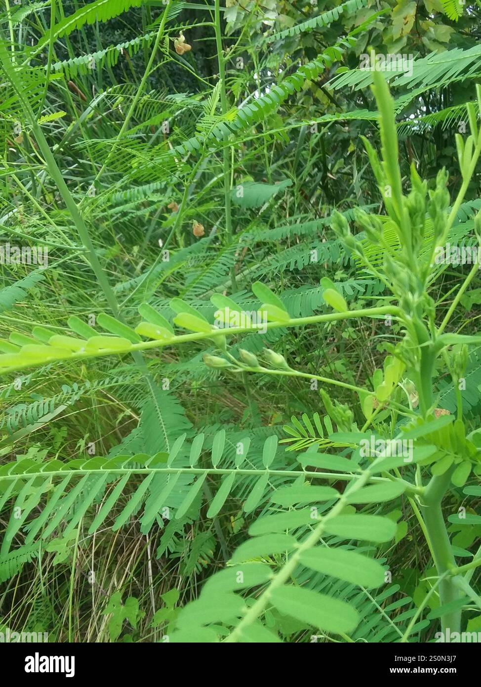bigpod sesbania (Sesbania herbacea Stock Photo - Alamy