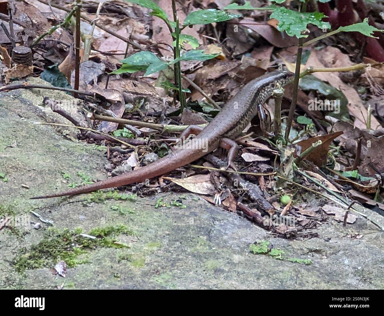 Indian Forest Skink (Sphenomorphus indicus Stock Photo - Alamy