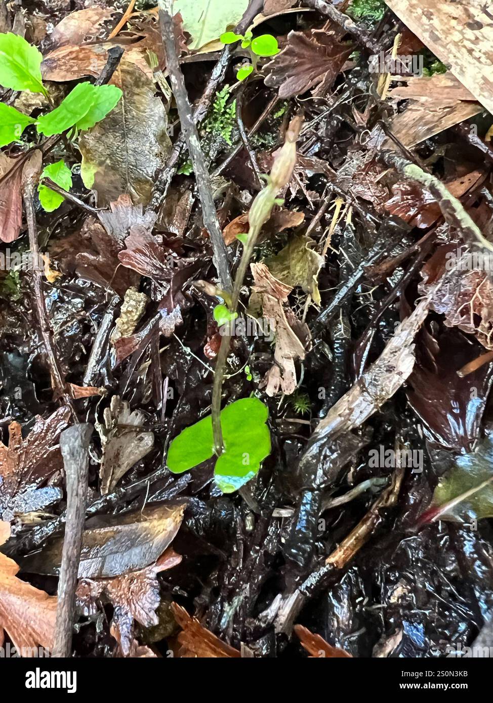 Pixie cap (Acianthus sinclairii Stock Photo - Alamy