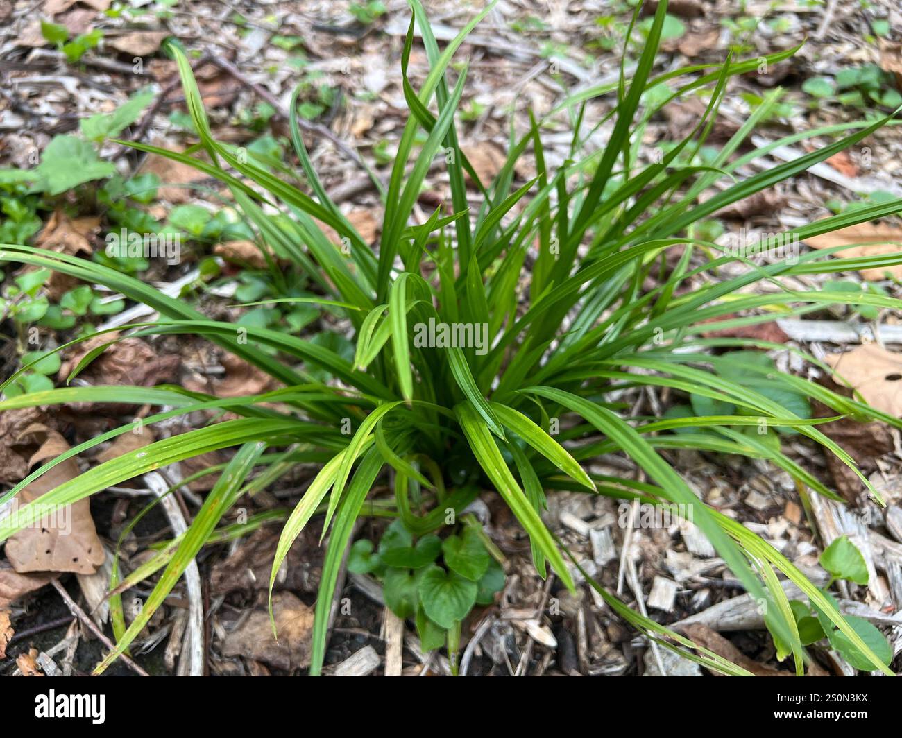 White Bear Sedge (Carex albursina Stock Photo - Alamy