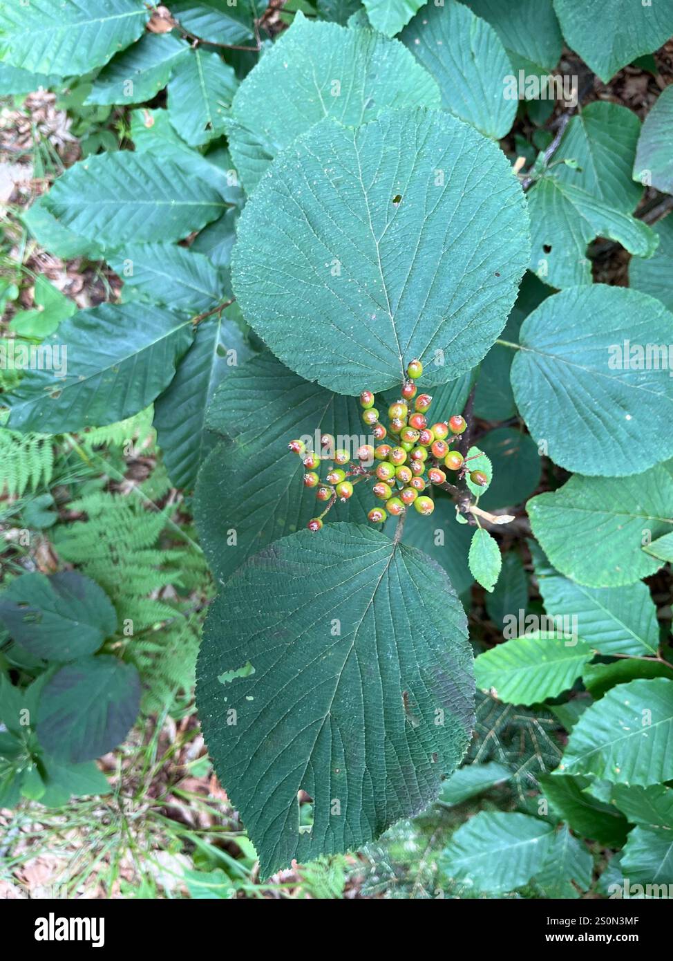 hobblebush (Viburnum lantanoides Stock Photo - Alamy