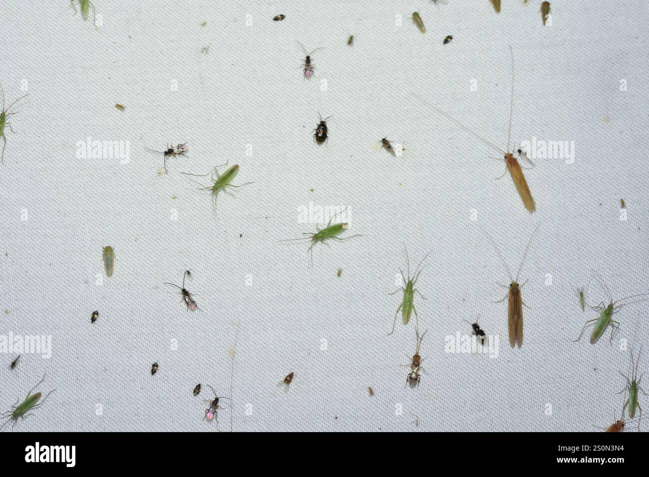 Rice Leaf Bug (Trigonotylus caelestialium Stock Photo - Alamy