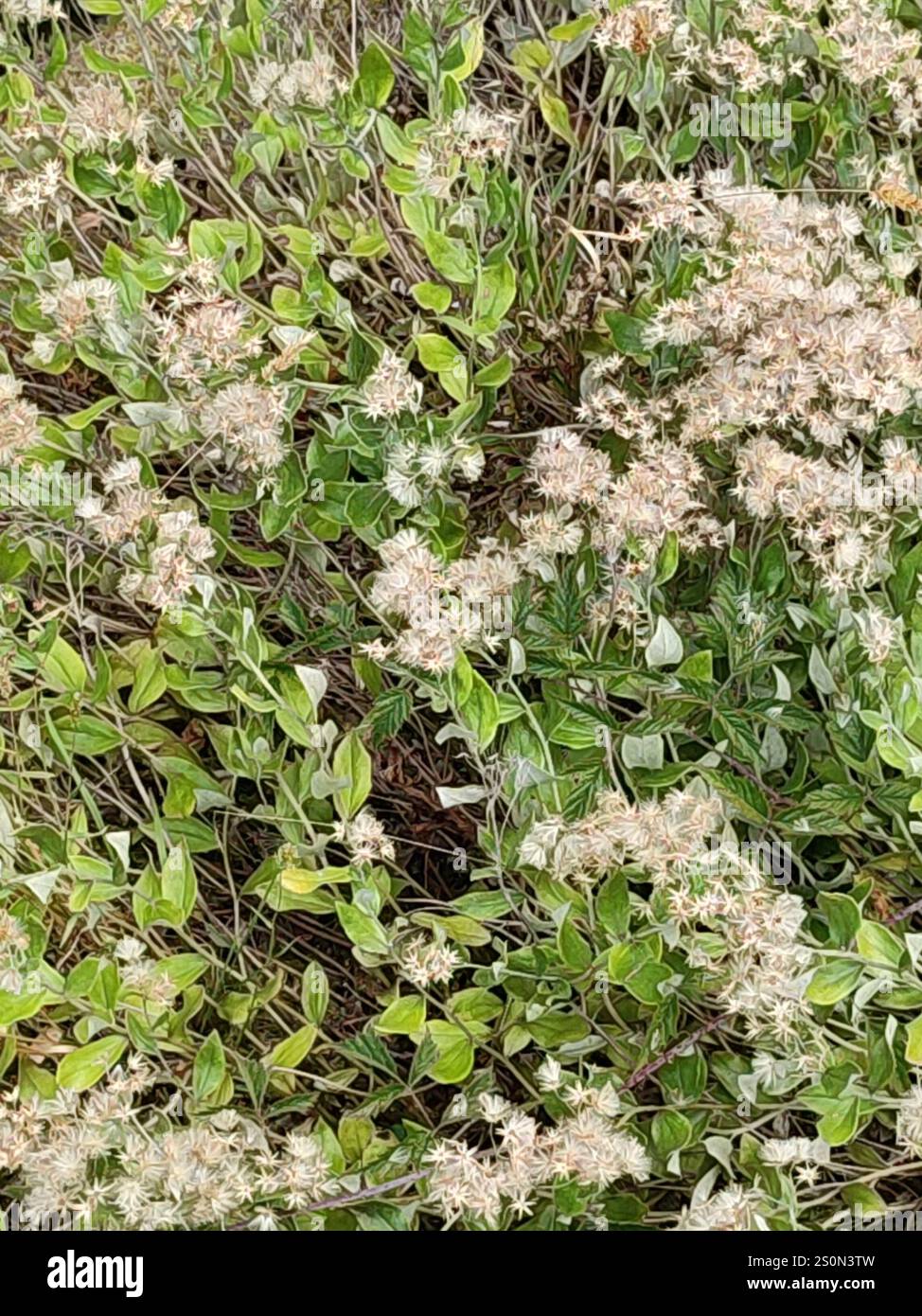 Littleleaf Silverback (Luina hypoleuca Stock Photo - Alamy