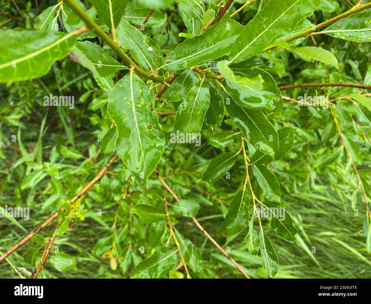 pussy willow (Salix discolor Stock Photo - Alamy