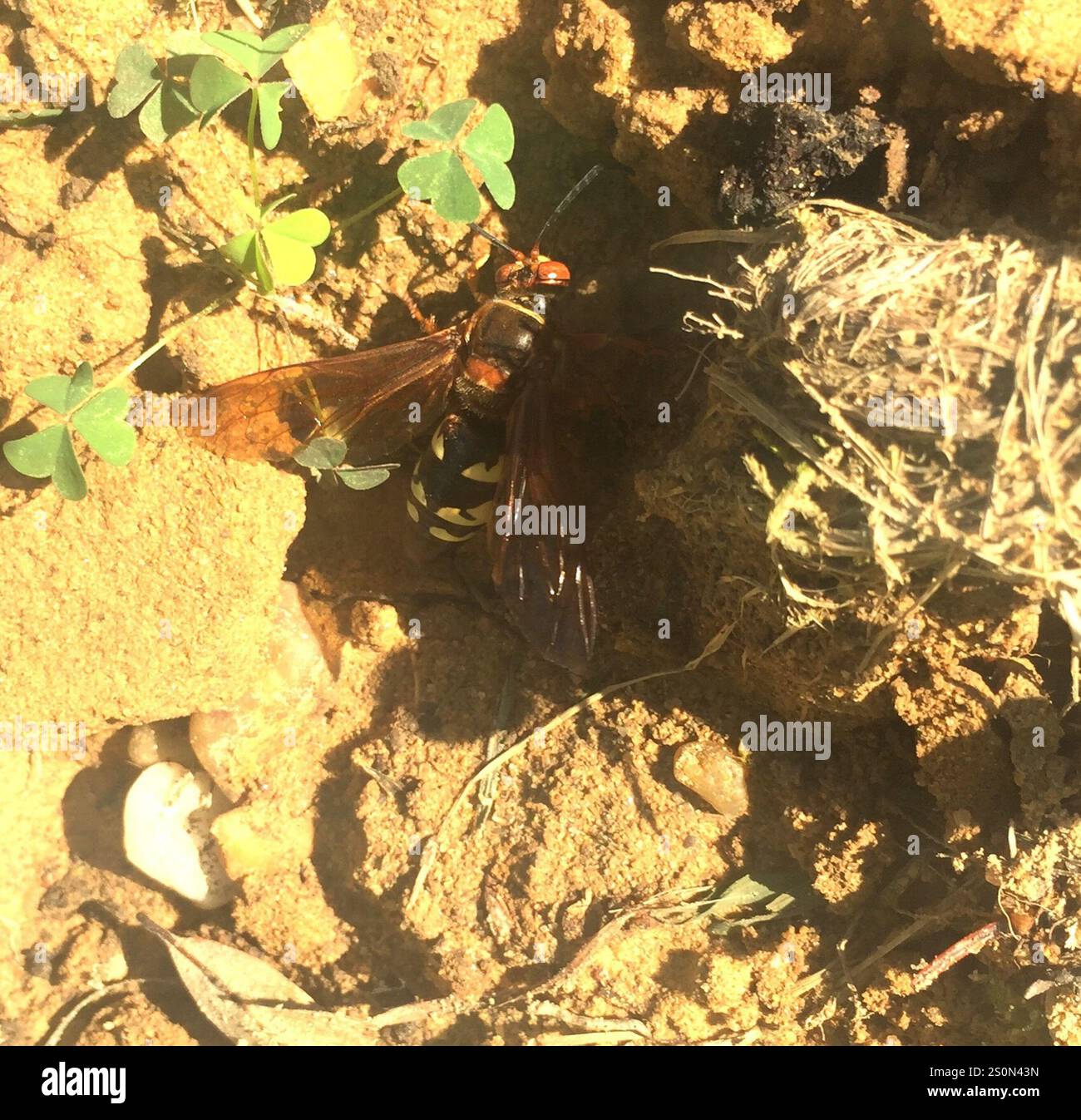 Eastern Cicada-killer Wasp (Sphecius speciosus Stock Photo - Alamy