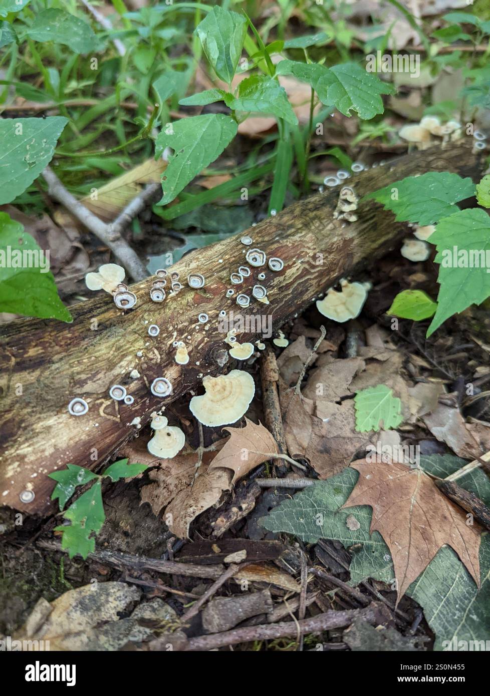 little nest polypore (Trametes conchifer Stock Photo - Alamy