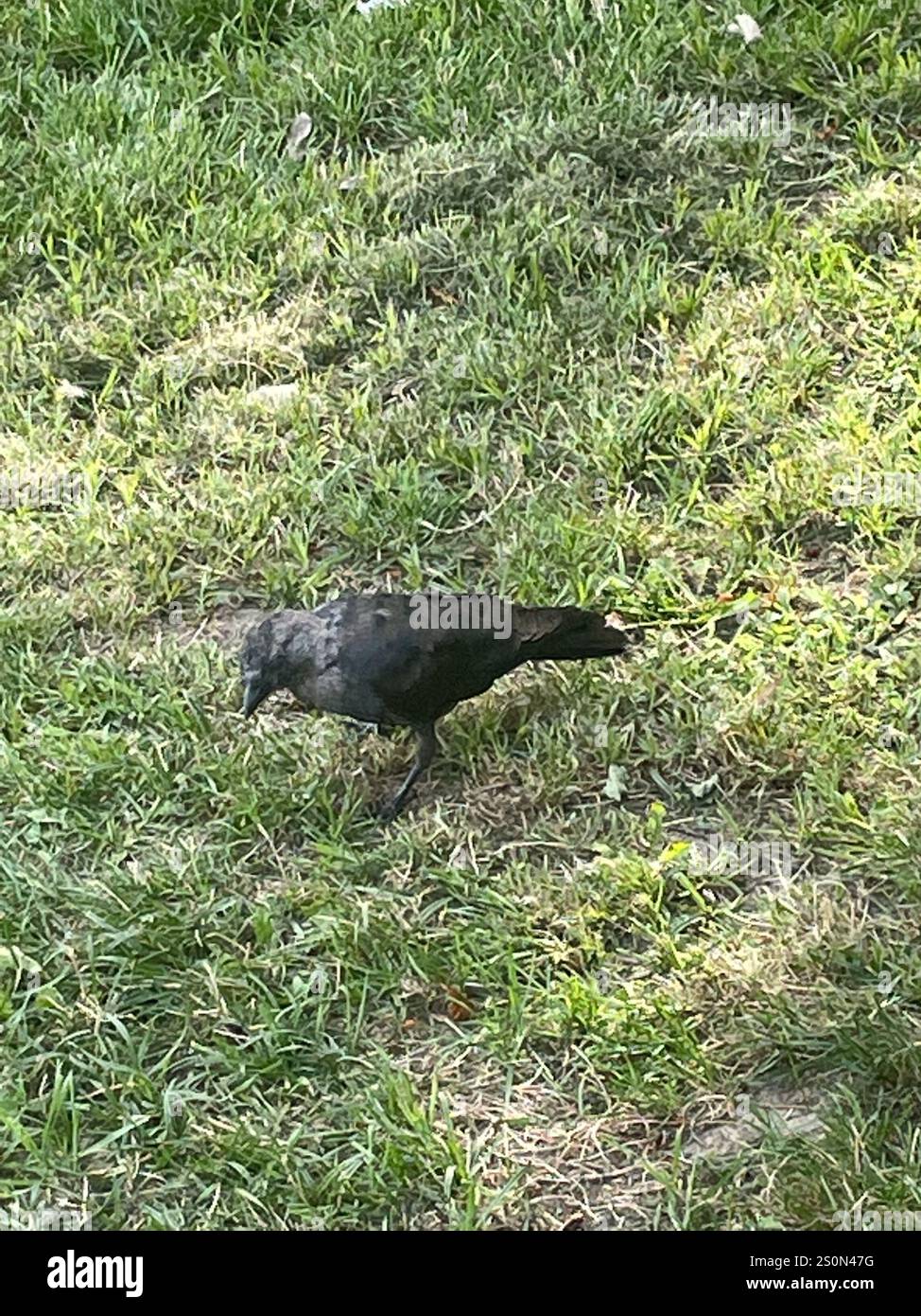 Eurasian Jackdaw (Coloeus monedula Stock Photo - Alamy