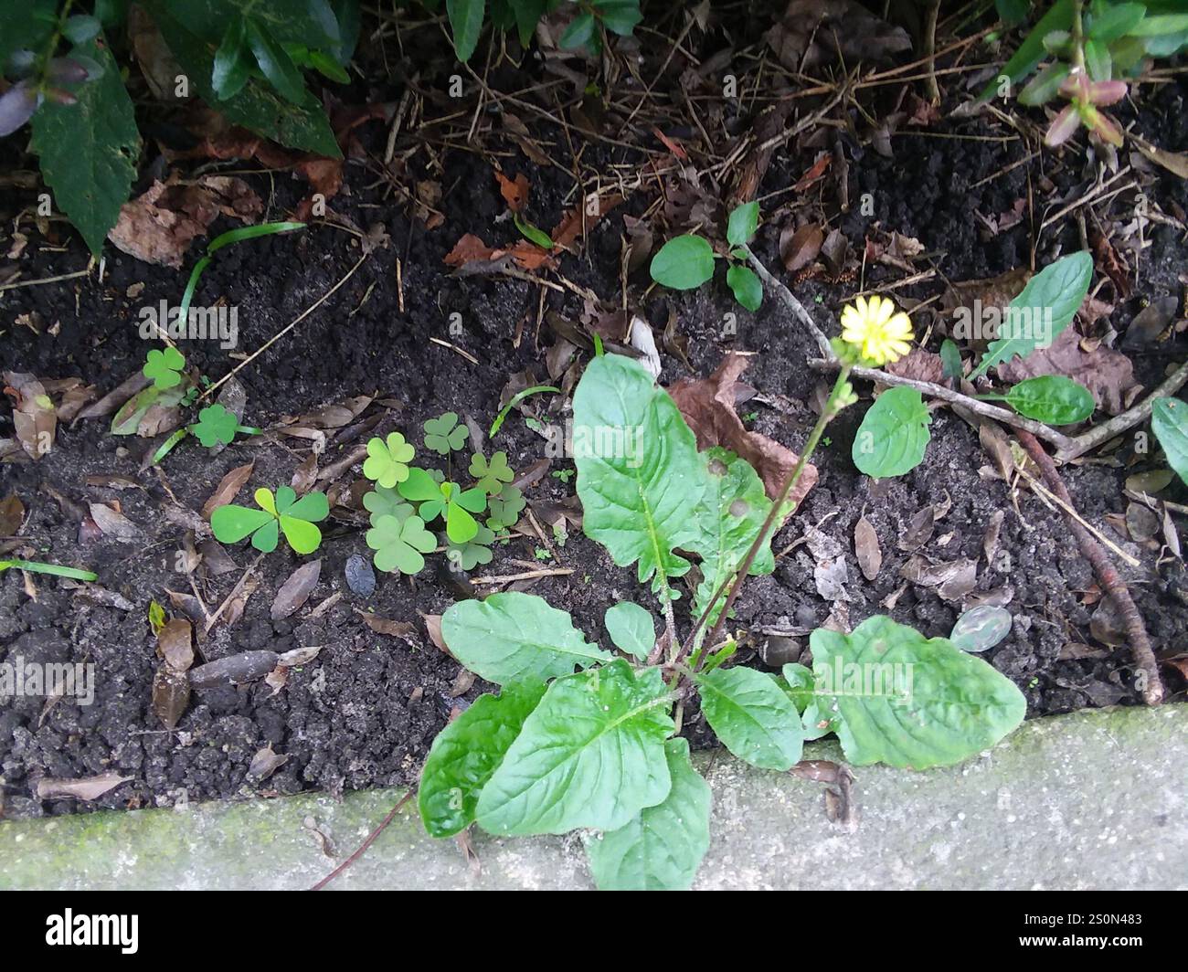 Oriental false hawksbeard (Youngia japonica Stock Photo - Alamy