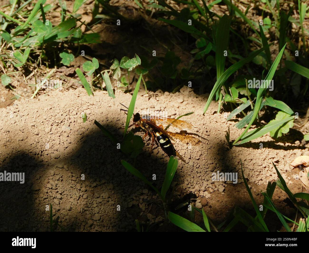 Eastern Cicada-killer Wasp (Sphecius speciosus Stock Photo - Alamy
