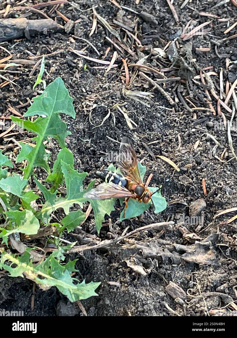 Eastern Cicada-killer Wasp (Sphecius speciosus Stock Photo - Alamy
