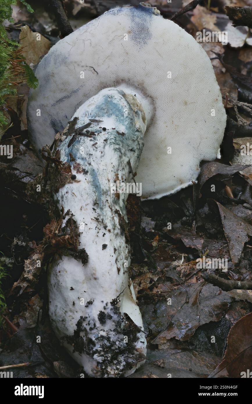 Cornflower Bolete (Gyroporus cyanescens Stock Photo - Alamy