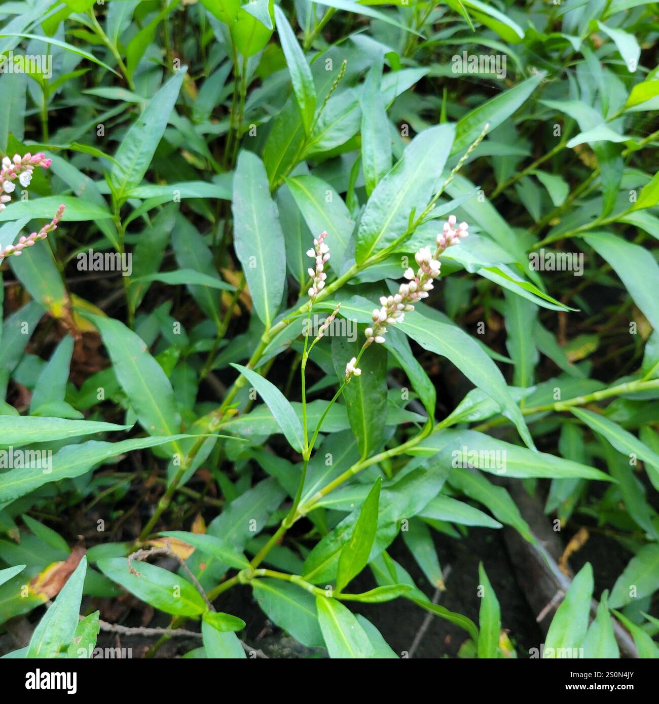 swamp smartweed (Persicaria hydropiperoides Stock Photo - Alamy