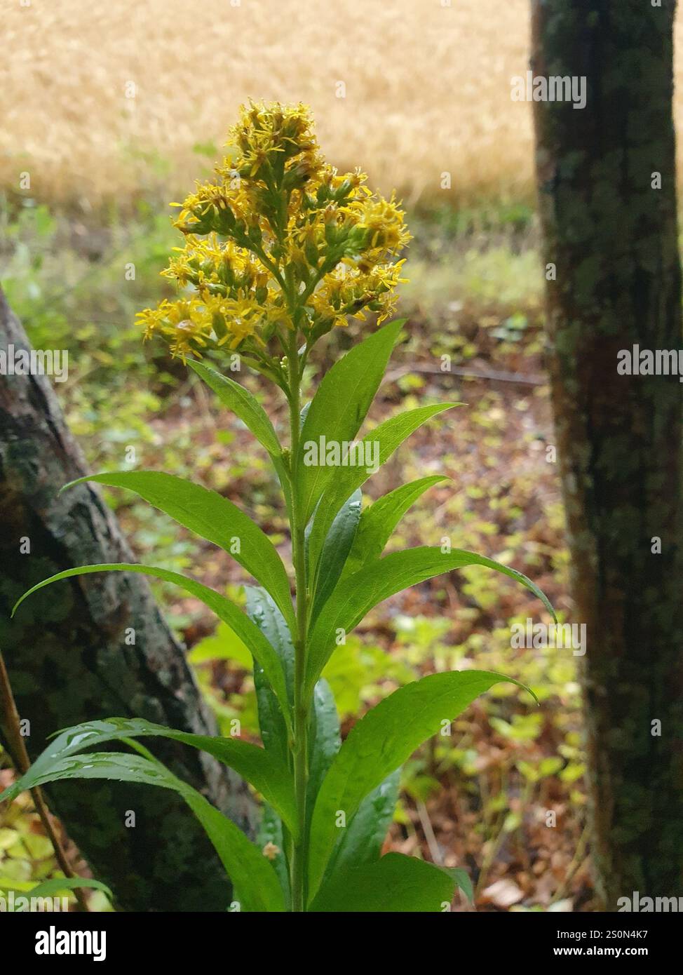 giant goldenrod (Solidago gigantea Stock Photo - Alamy