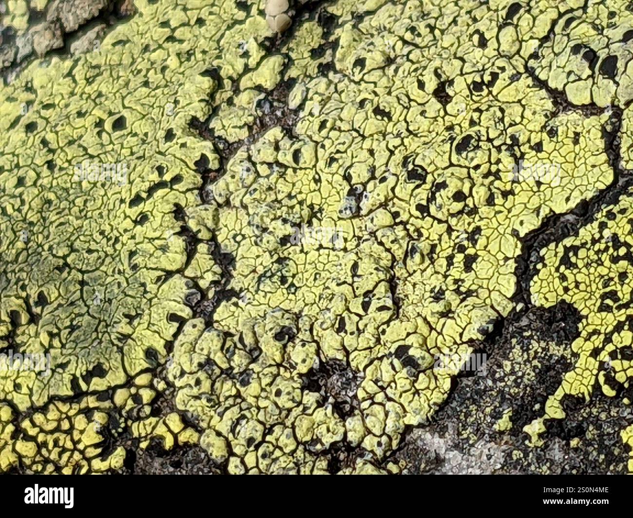 yellow map lichen (Rhizocarpon geographicum Stock Photo - Alamy