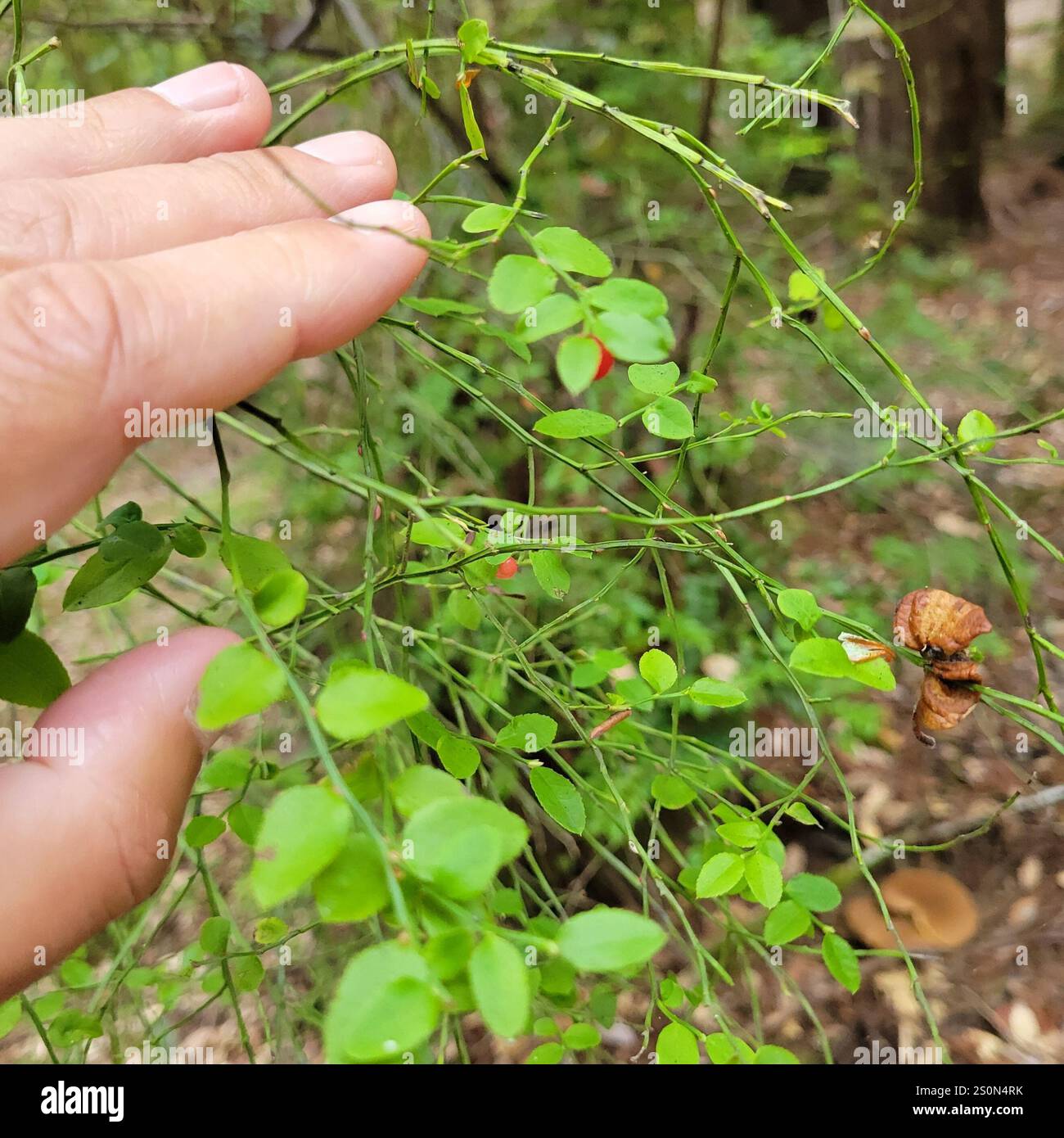 Red Huckleberry (Vaccinium parvifolium Stock Photo - Alamy