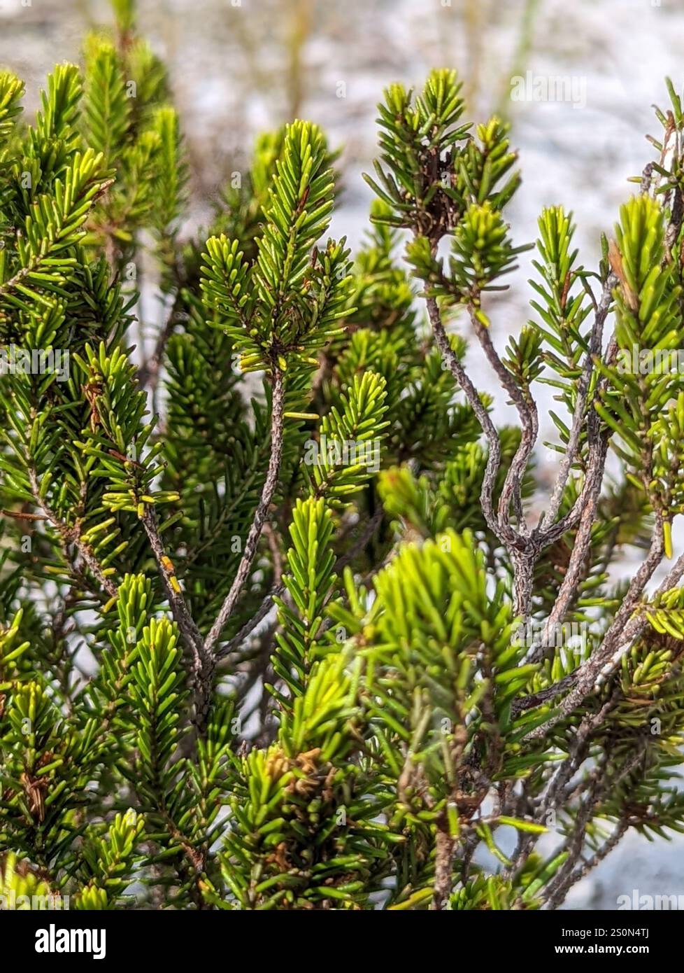 Florida rosemary (Ceratiola ericoides Stock Photo - Alamy