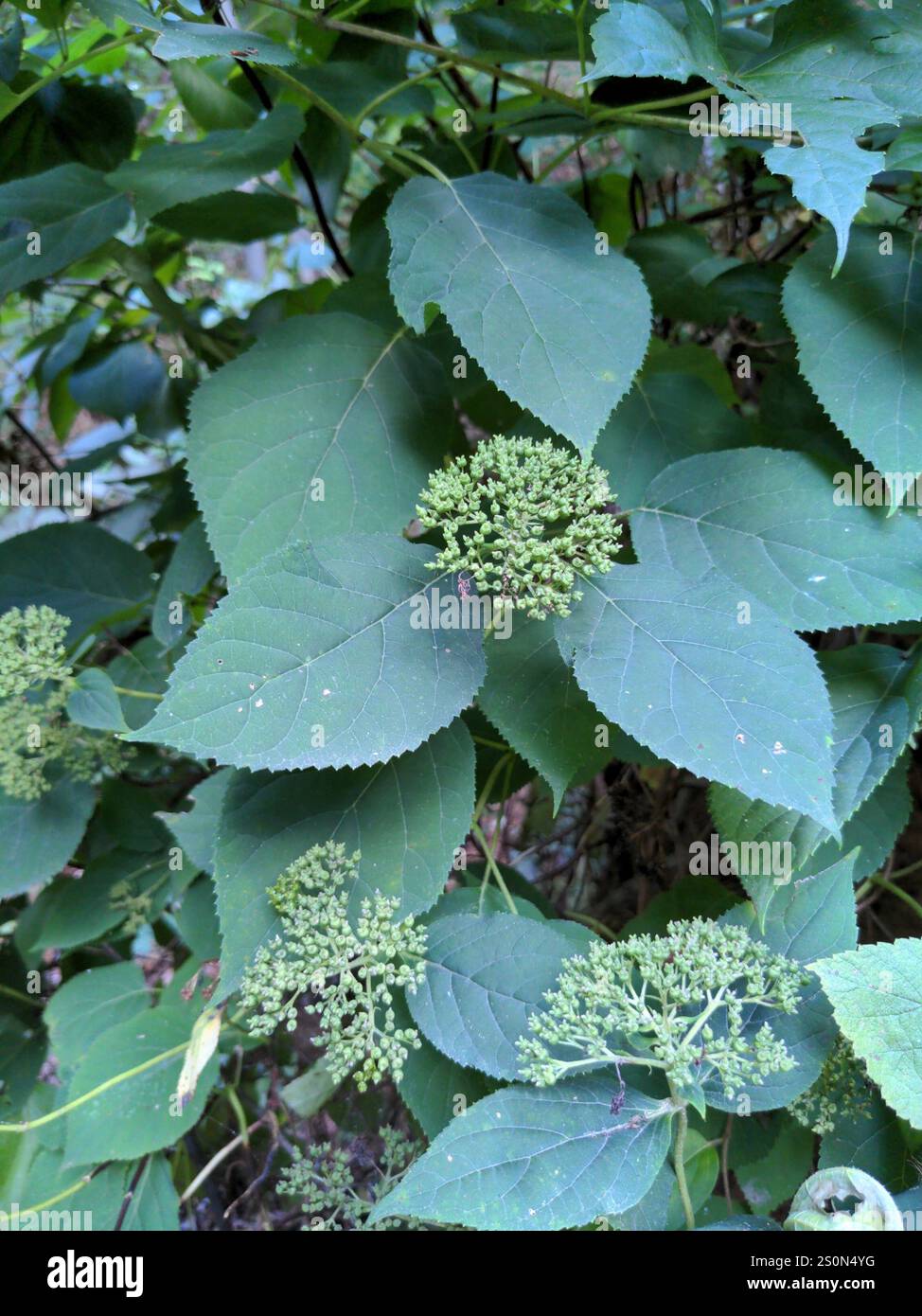 wild hydrangea (Hydrangea arborescens Stock Photo - Alamy
