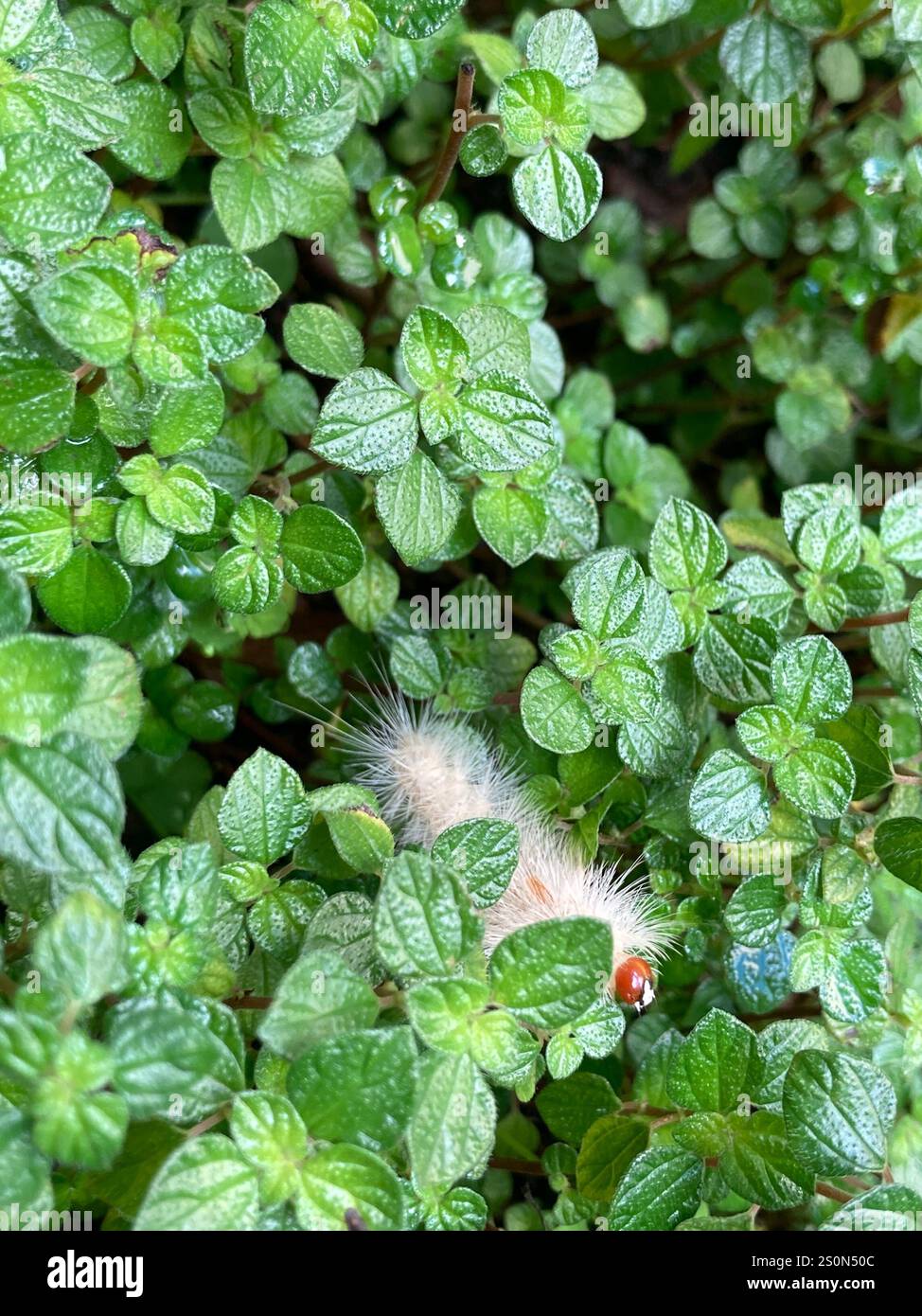Edwards' Wasp Moth (Lymire edwardsii Stock Photo - Alamy