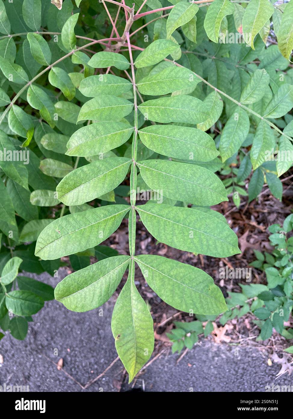 shining sumac (Rhus copallinum Stock Photo - Alamy