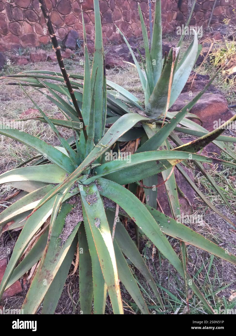 Aloe spicata hi-res stock photography and images - Alamy