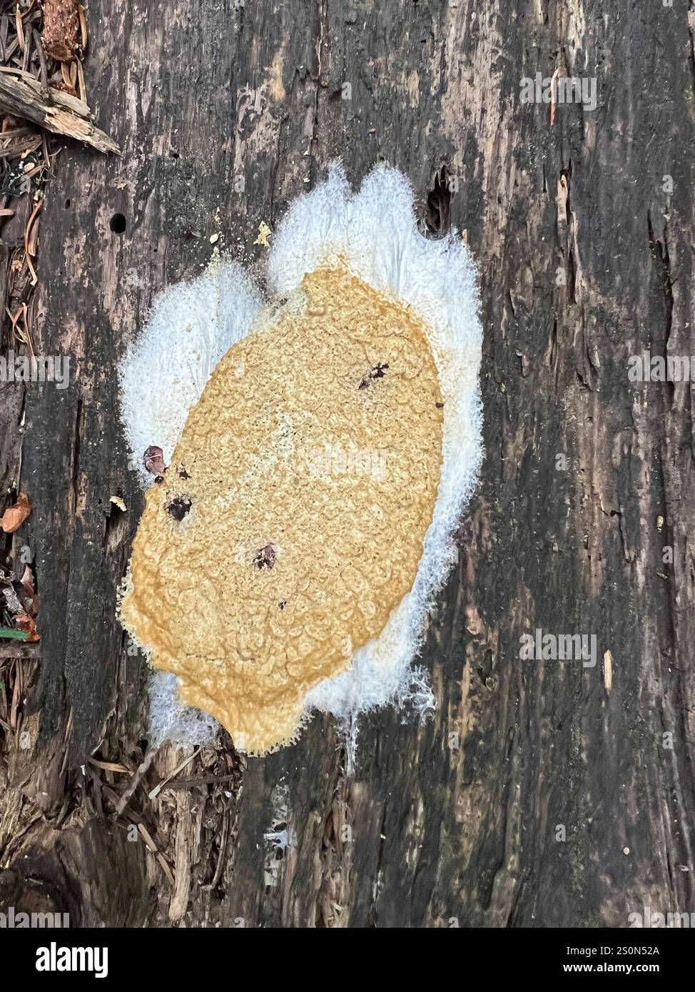 Dog Vomit Slime Mold (Fuligo septica Stock Photo - Alamy